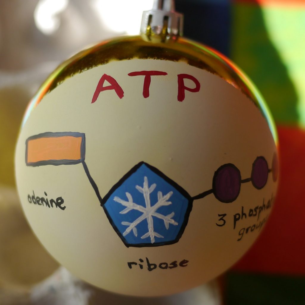 Festive Biology Baubles - Spolem